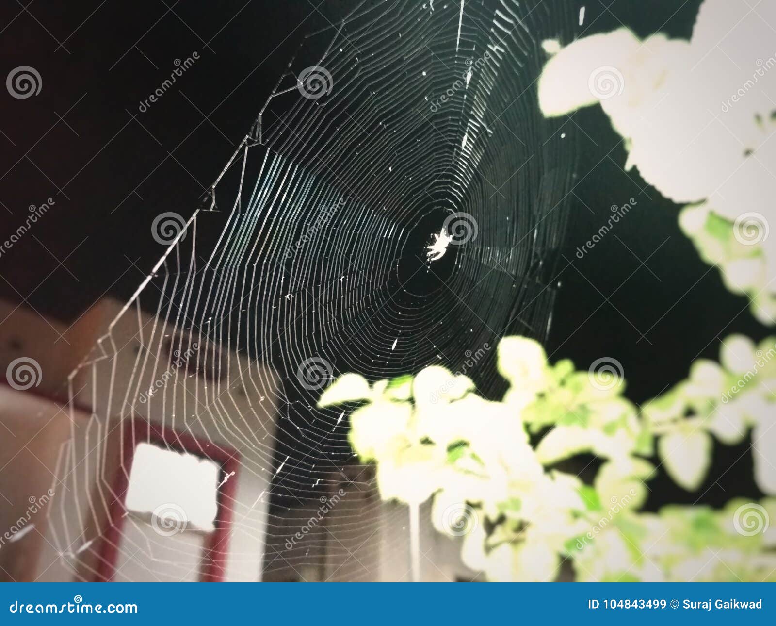 Night Spider Making Spidernet Stock Image - Image of spidernet, night ...