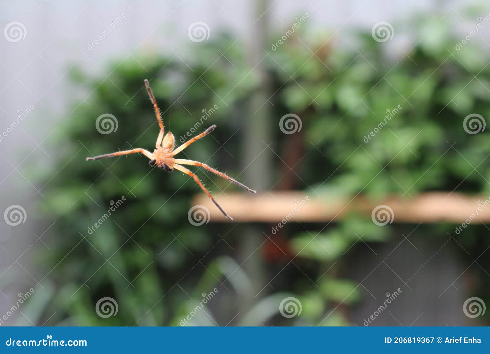 A Spider is Making a House Nest Stock Image - Image of spider, nest ...