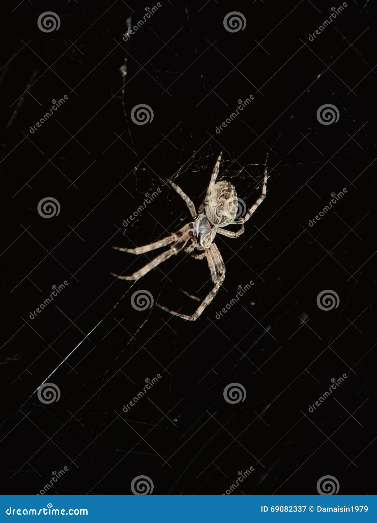Spider Making A Web With Mist Royalty-Free Stock Photography ...
