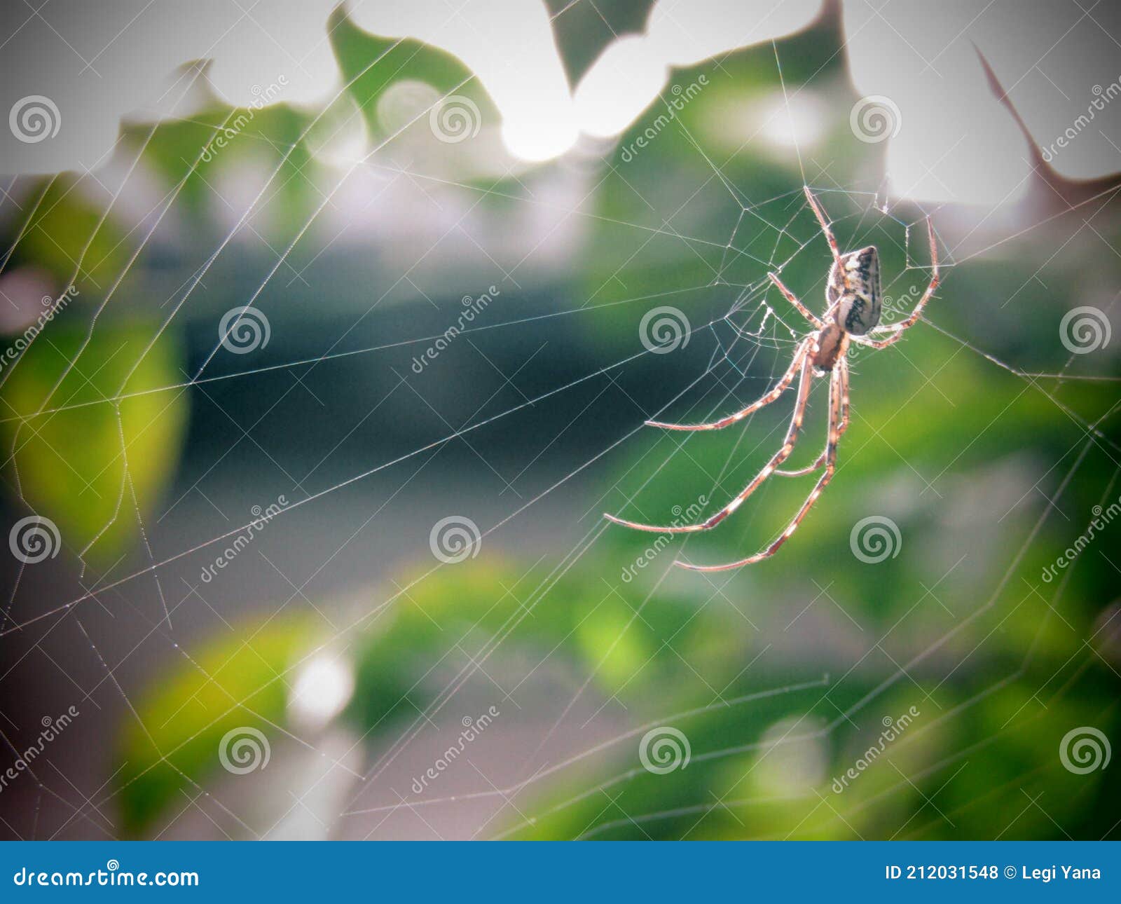 The Spider is Making Its Own House Stock Photo - Image of house, spider ...
