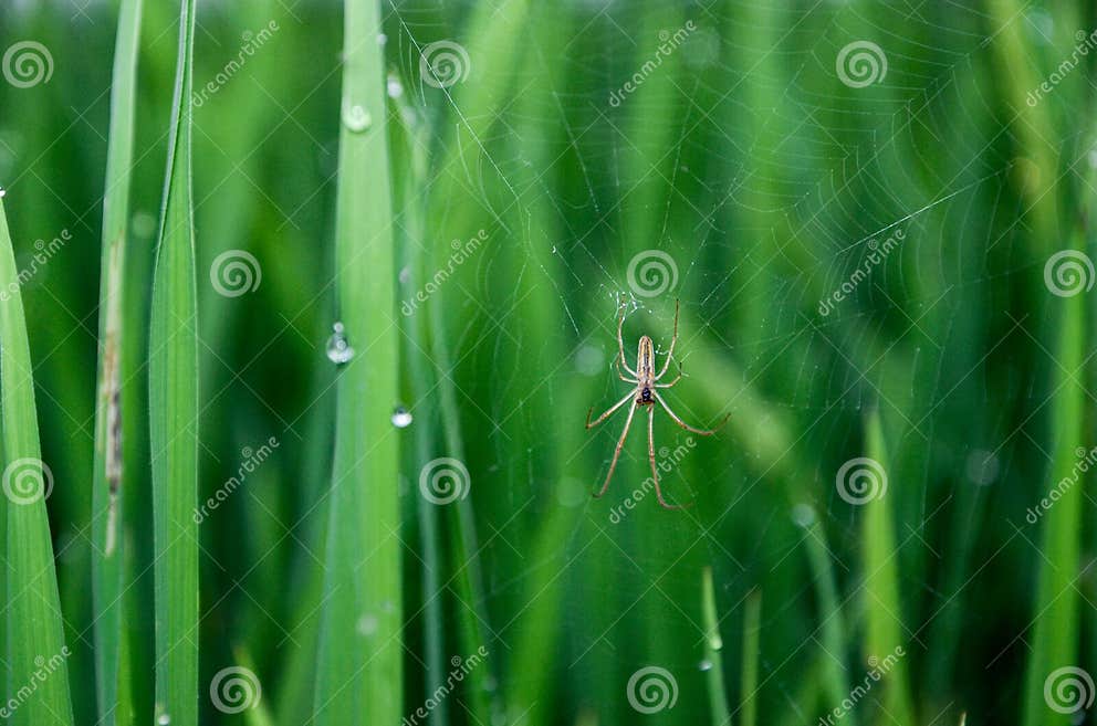 Spider Making Its Web on Thatch Leaf Stock Image - Image of meadow ...