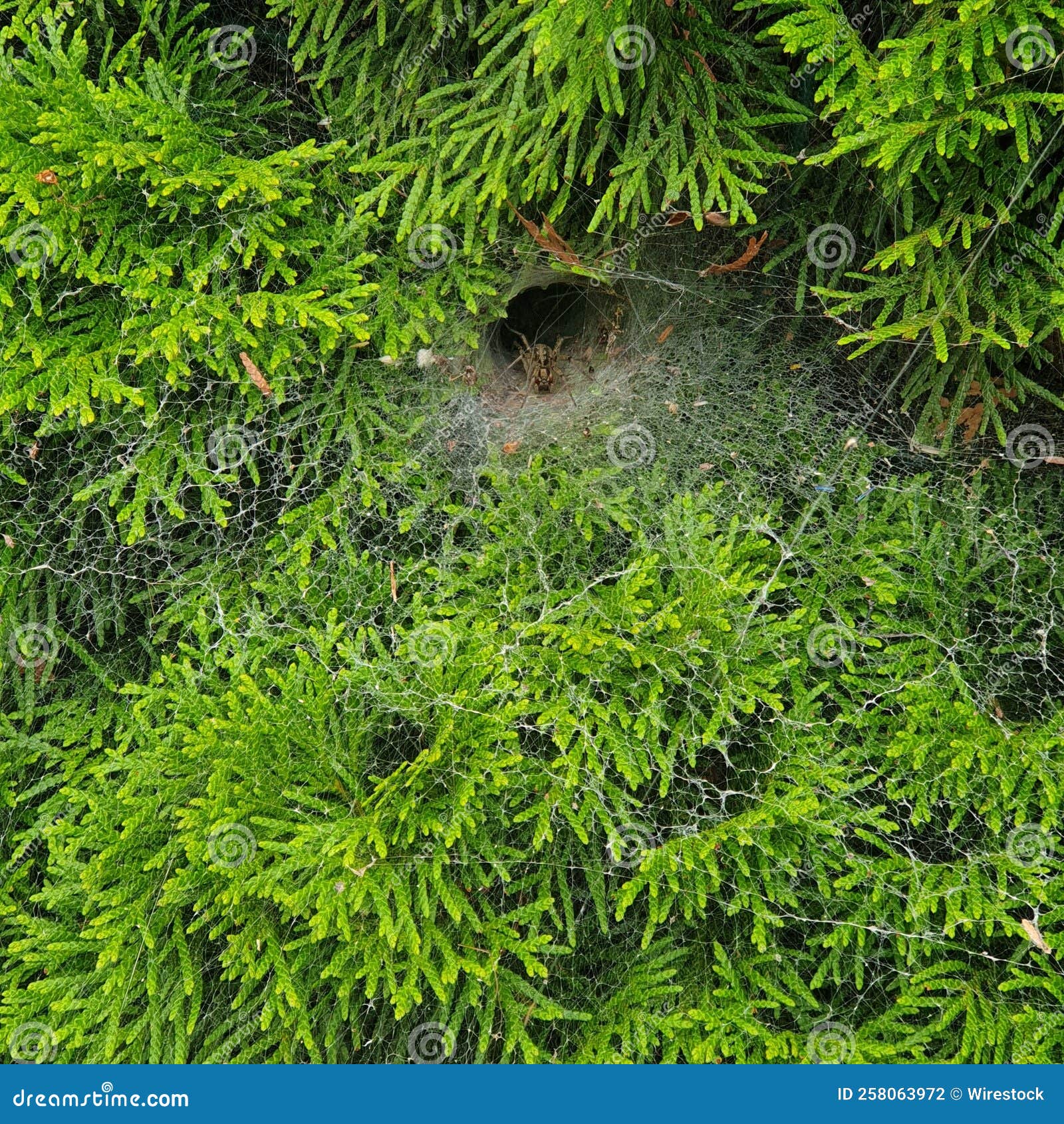 Spider Making Its Web on Thuja Branches Stock Photo - Image of closeup ...