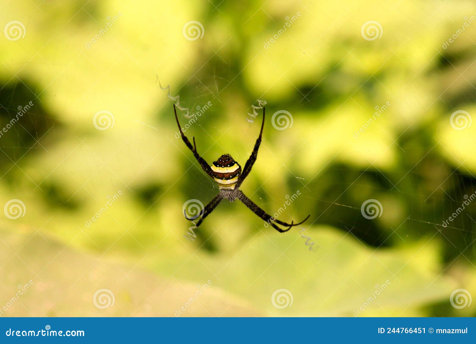 A Spider Making a Net in the Natural Environment Stock Image - Image of ...