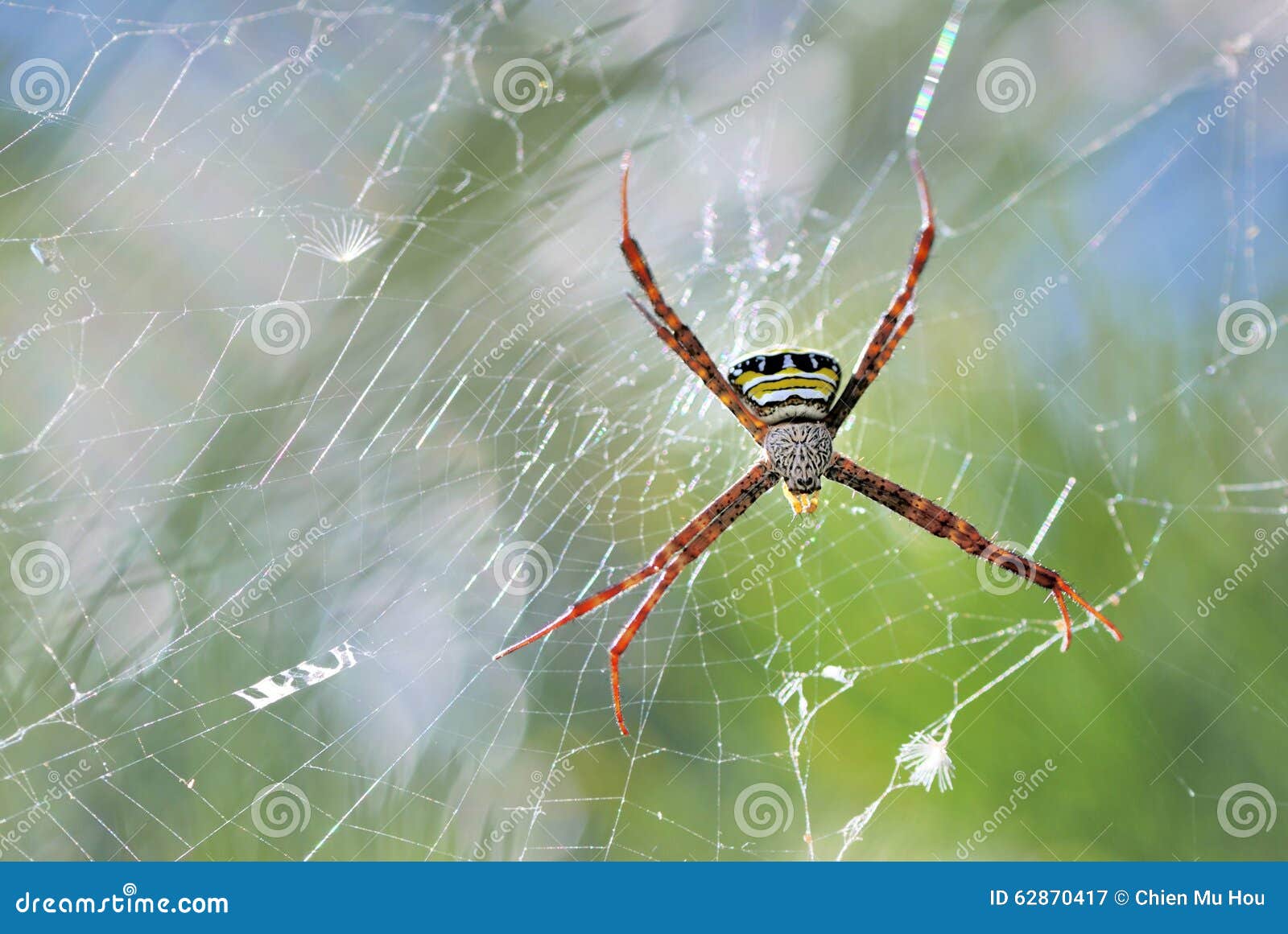 Spider making a web stock image. Image of legs, weaver - 62870417