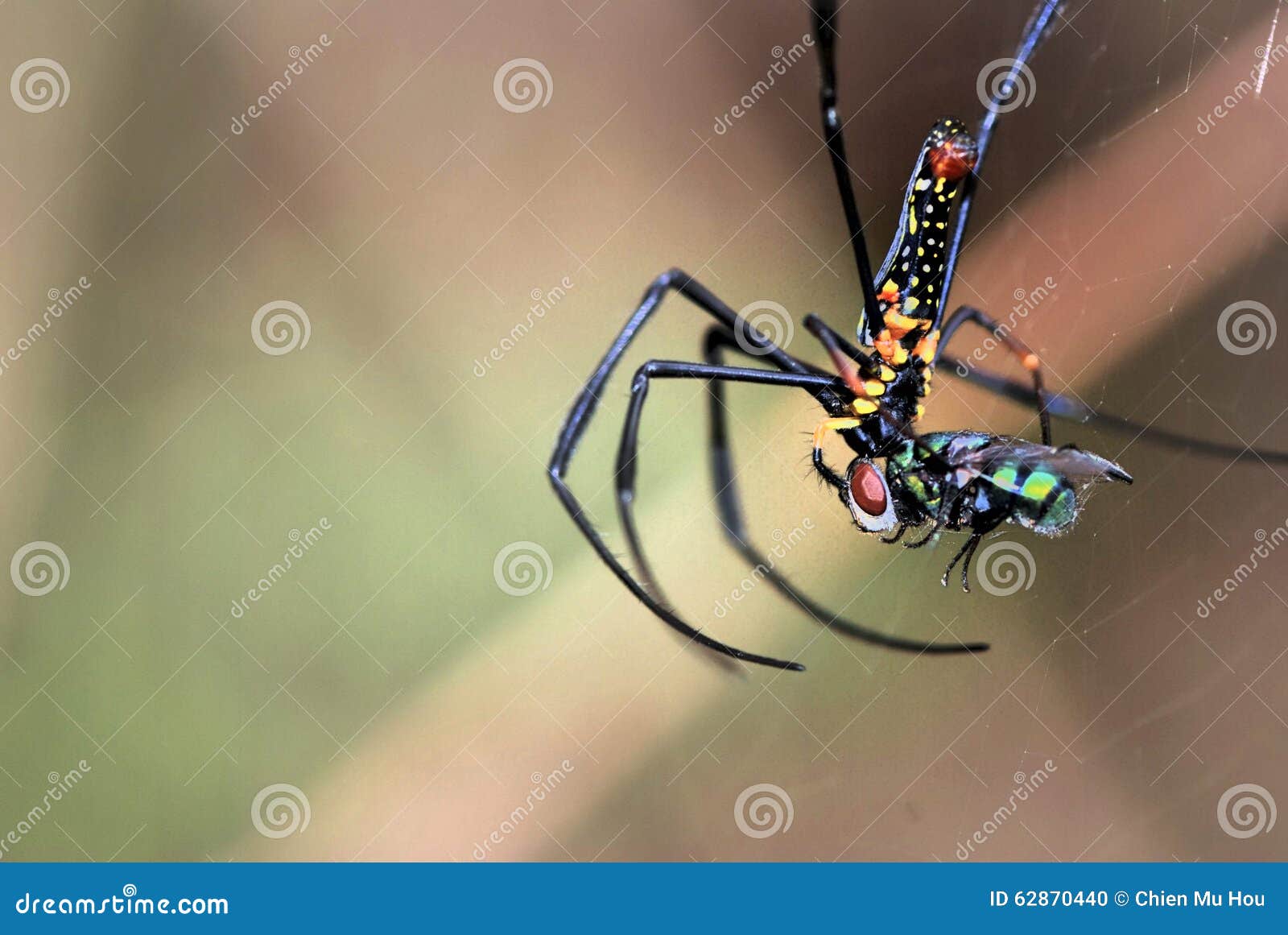 Spider making a web stock photo. Image of light, green - 62870440