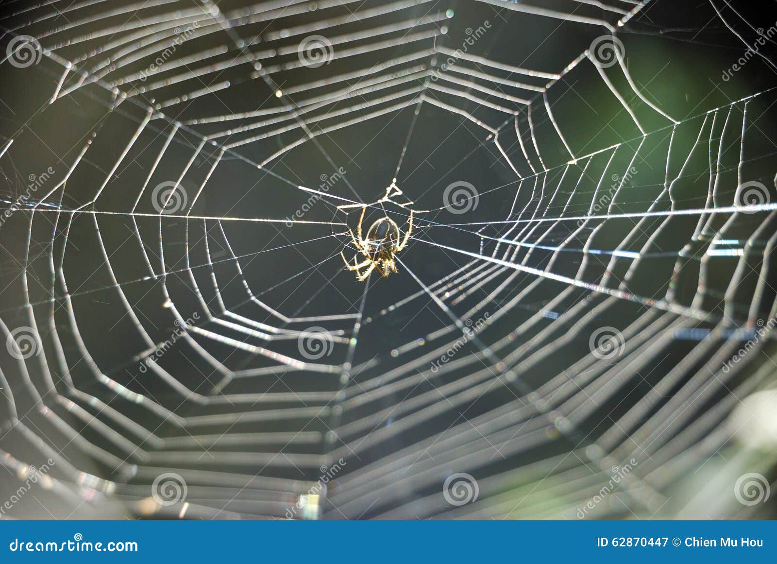 Spider making a web stock image. Image of nature, garden - 62870447