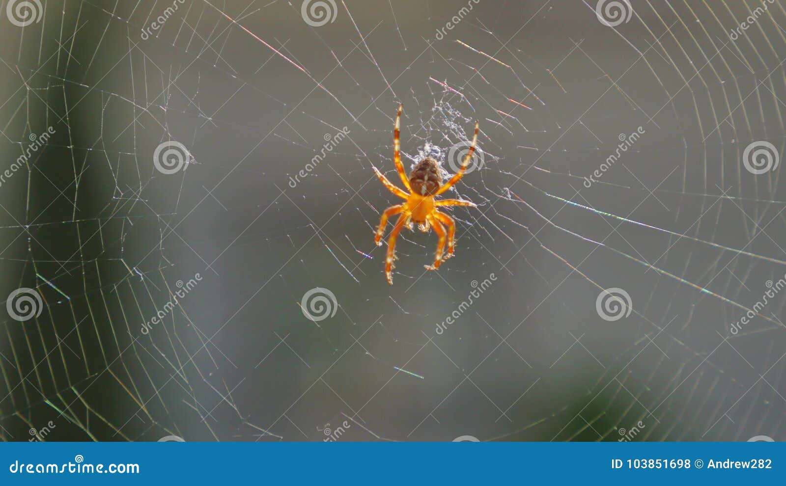 Spider Making a Web Close Up Stock Photo - Image of fast, structure ...