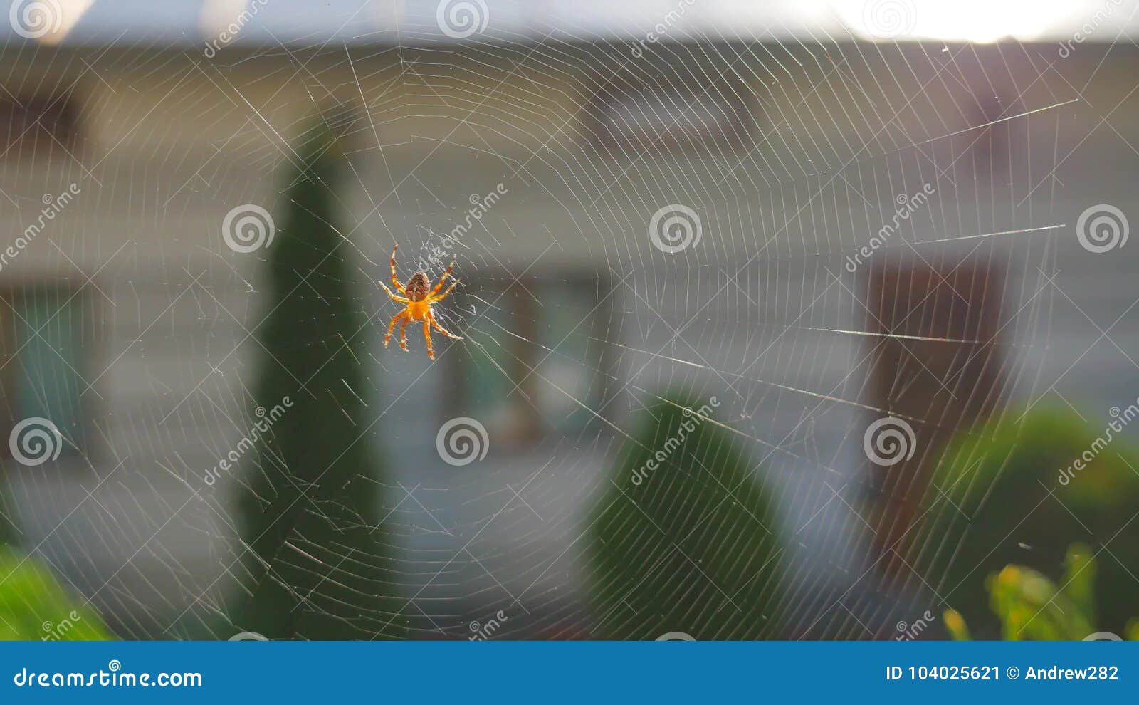 Spider Making a Web Close Up Stock Image - Image of garden, fast: 104025621