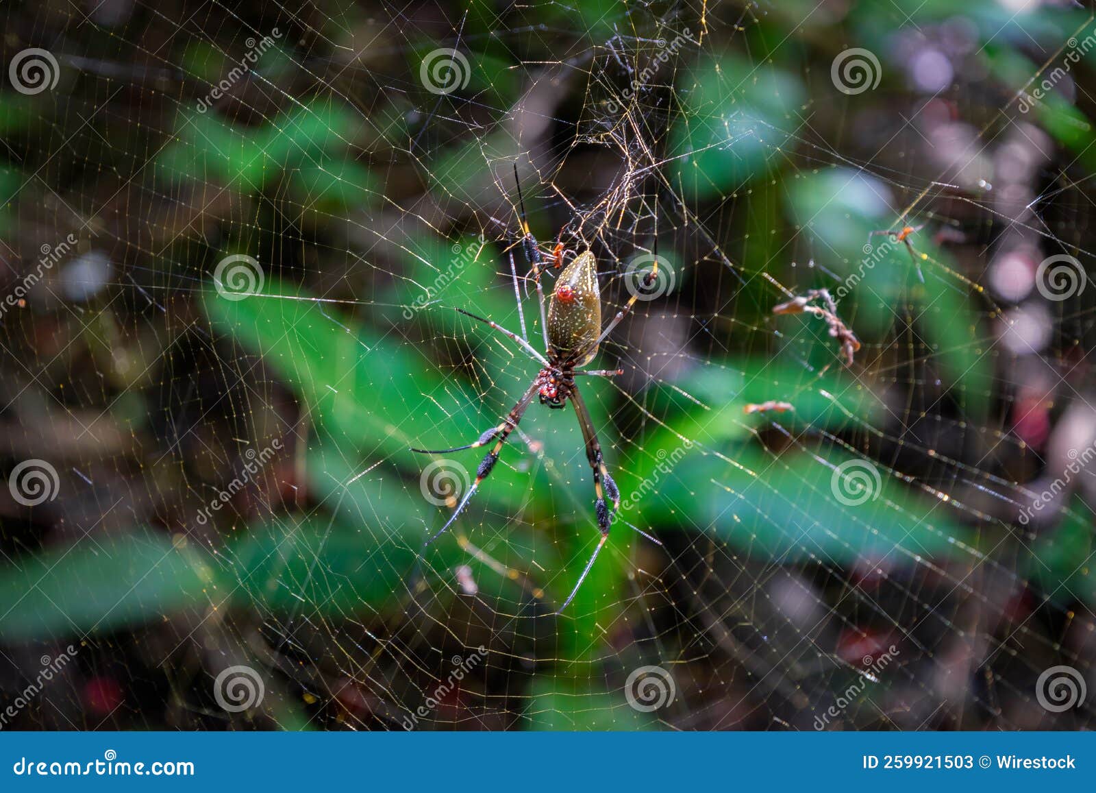 Spider Making a Spider Web in the Forest Stock Image - Image of detail ...
