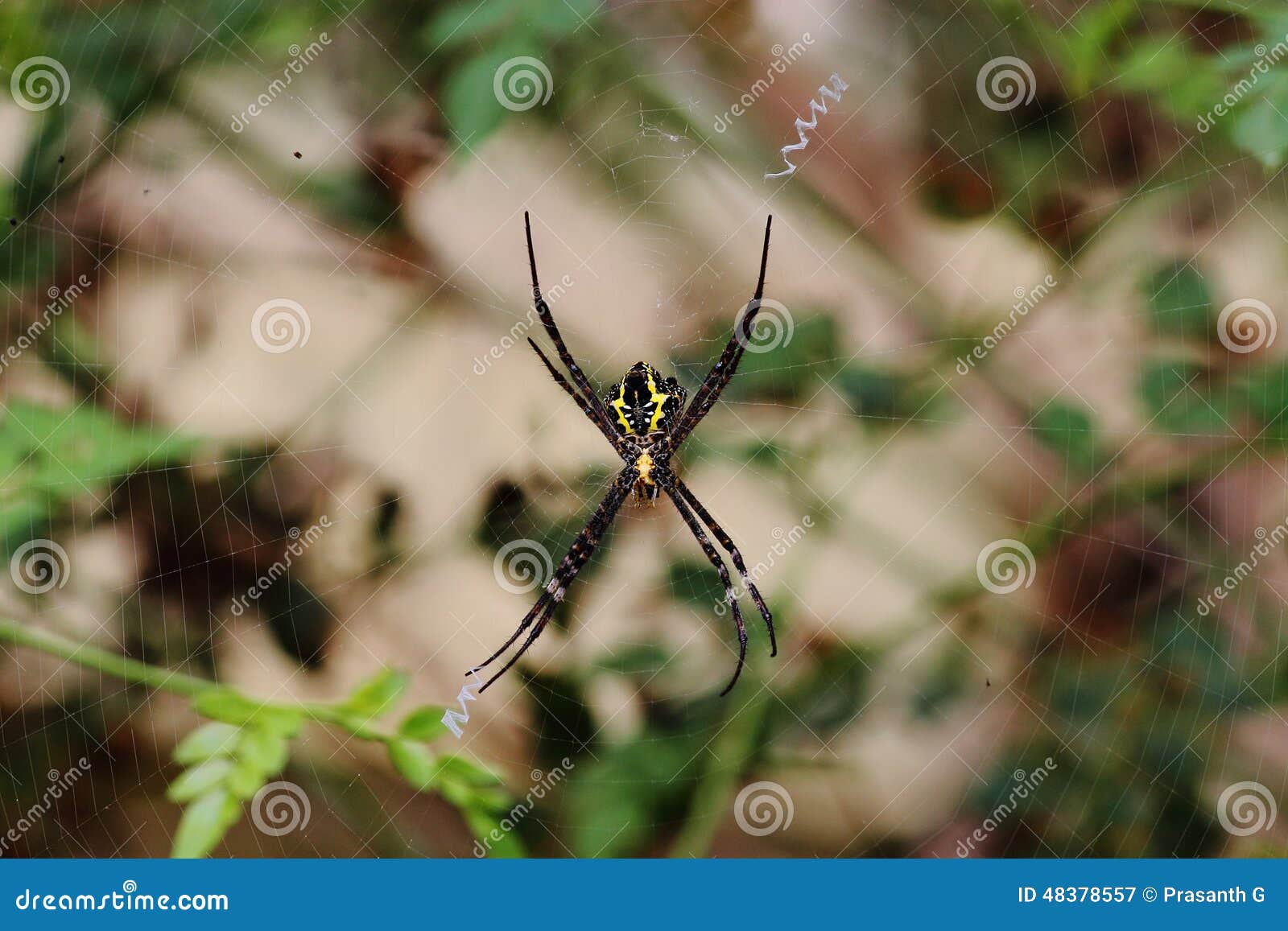 Spider making web stock image. Image of spider, garden - 48378557