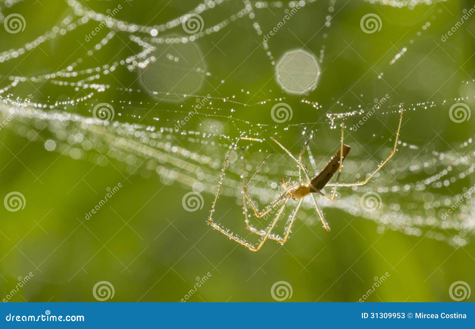 Spider making a web stock image. Image of morning, color - 31309953