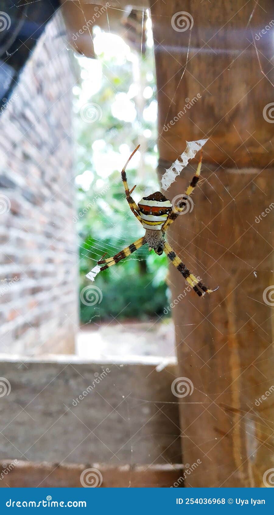 A Spider Making a Web Near the House Stock Photo - Image of insect ...