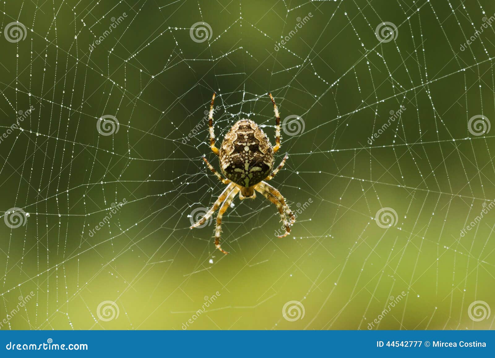 Spider making a web stock image. Image of insects, marbled - 44542777