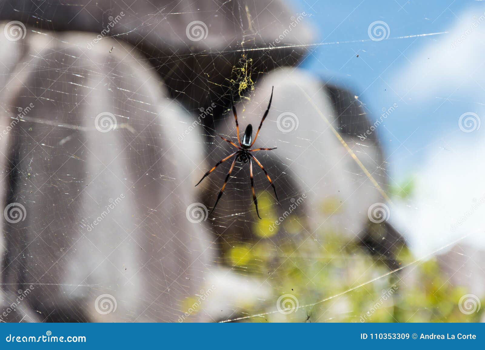 Spider making a web stock image. Image of island, digue - 110353309