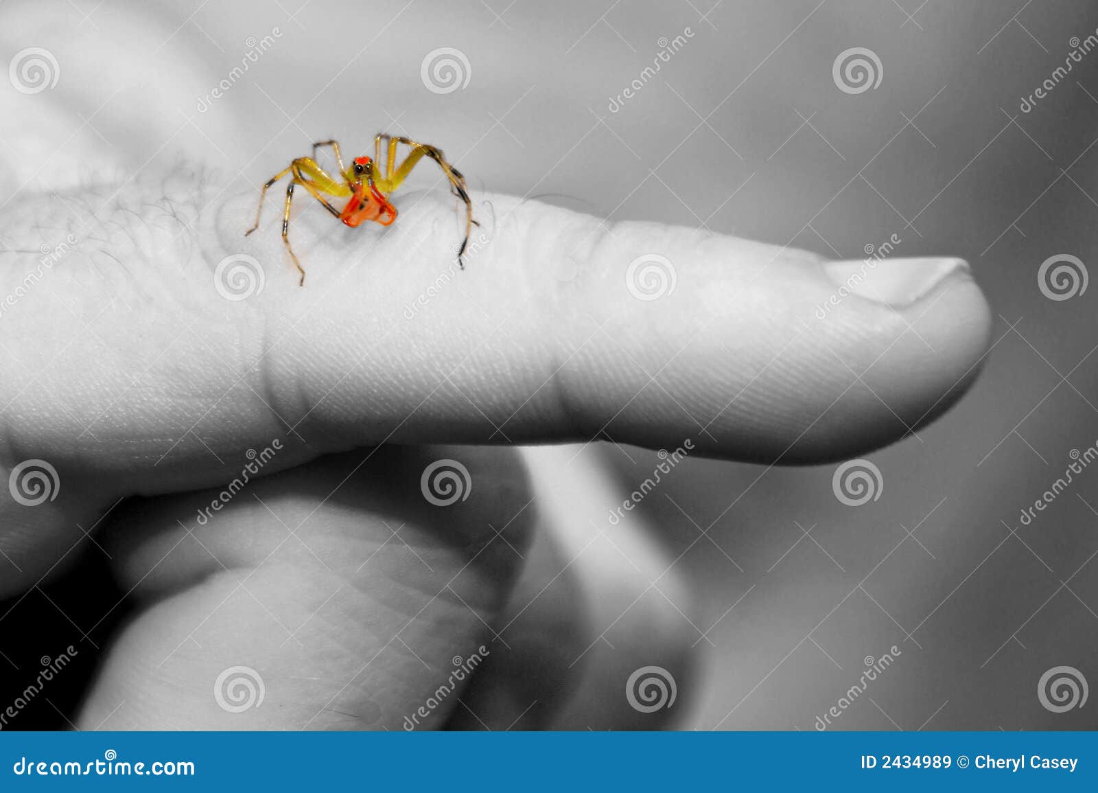 Spider On Finger Royalty-Free Stock Photography | CartoonDealer.com ...