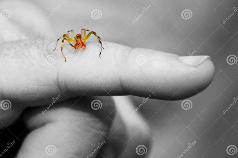 Spider on Man s Finger stock image. Image of crawl, micro - 2434989