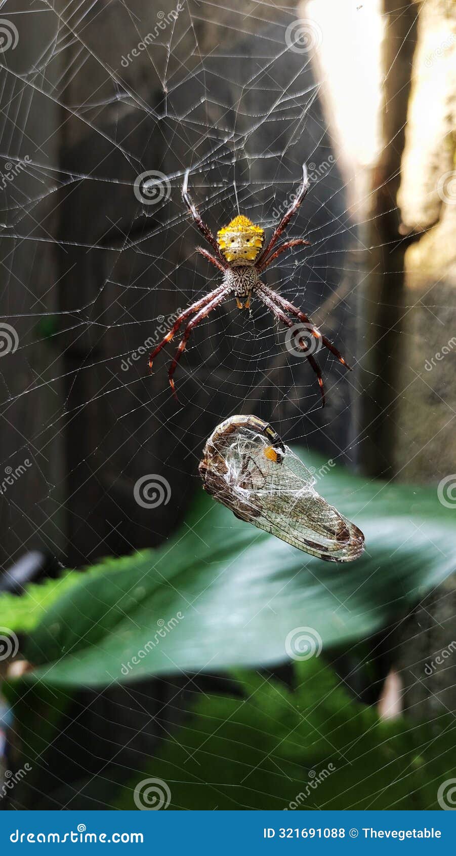 Macro Photography of Spider Catch Its Prey Stock Photo - Image of prey ...