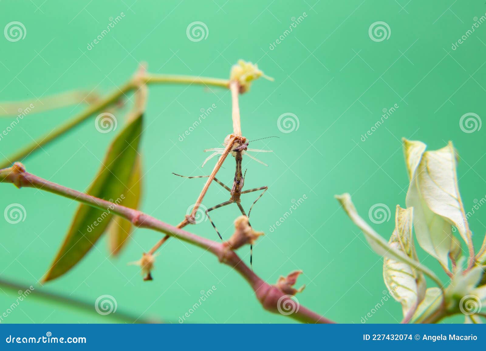 A spider and a mantis. stock photo. Image of close, detail - 227432074
