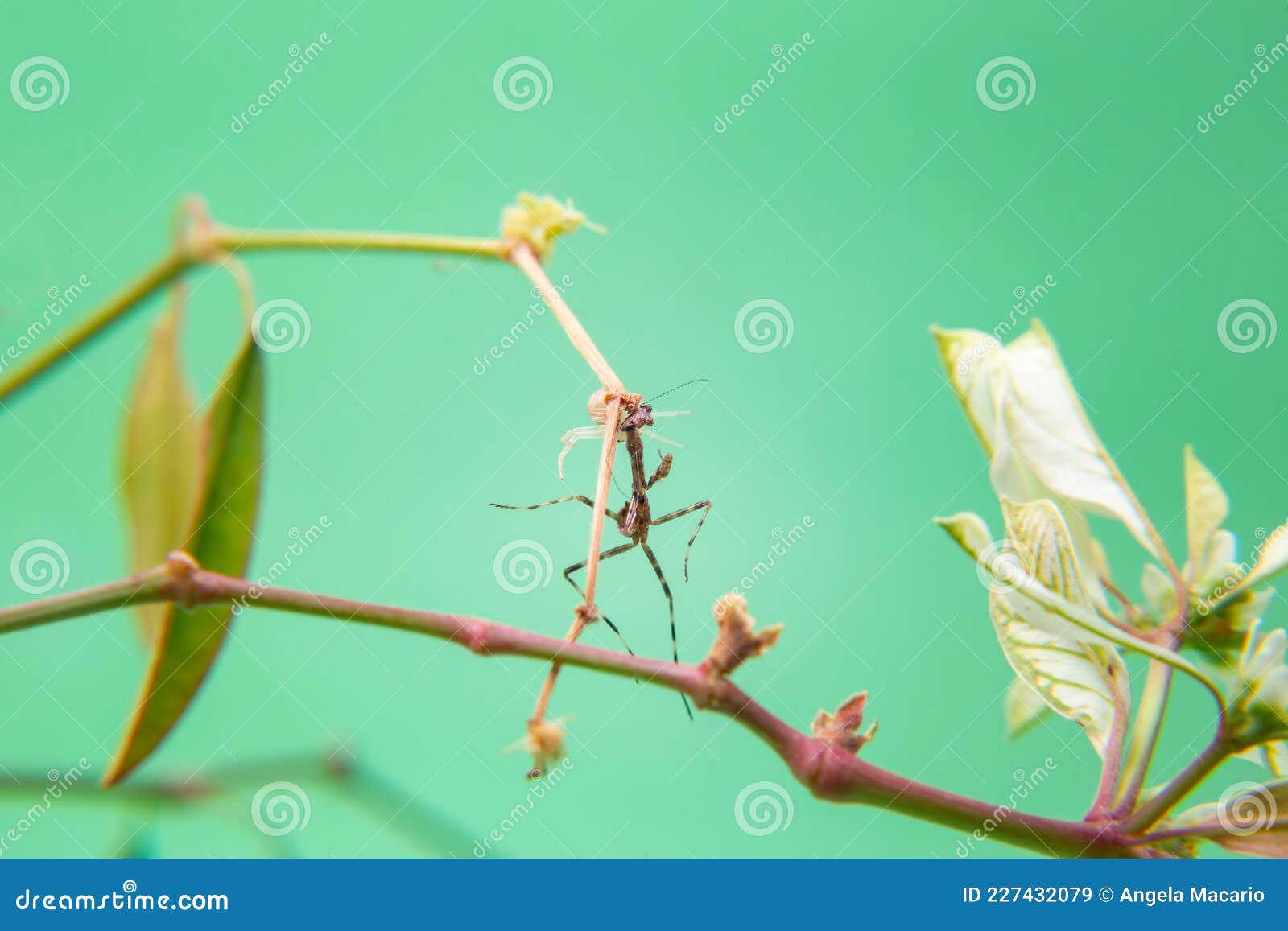 A spider and a mantis. stock image. Image of antenna - 227432079