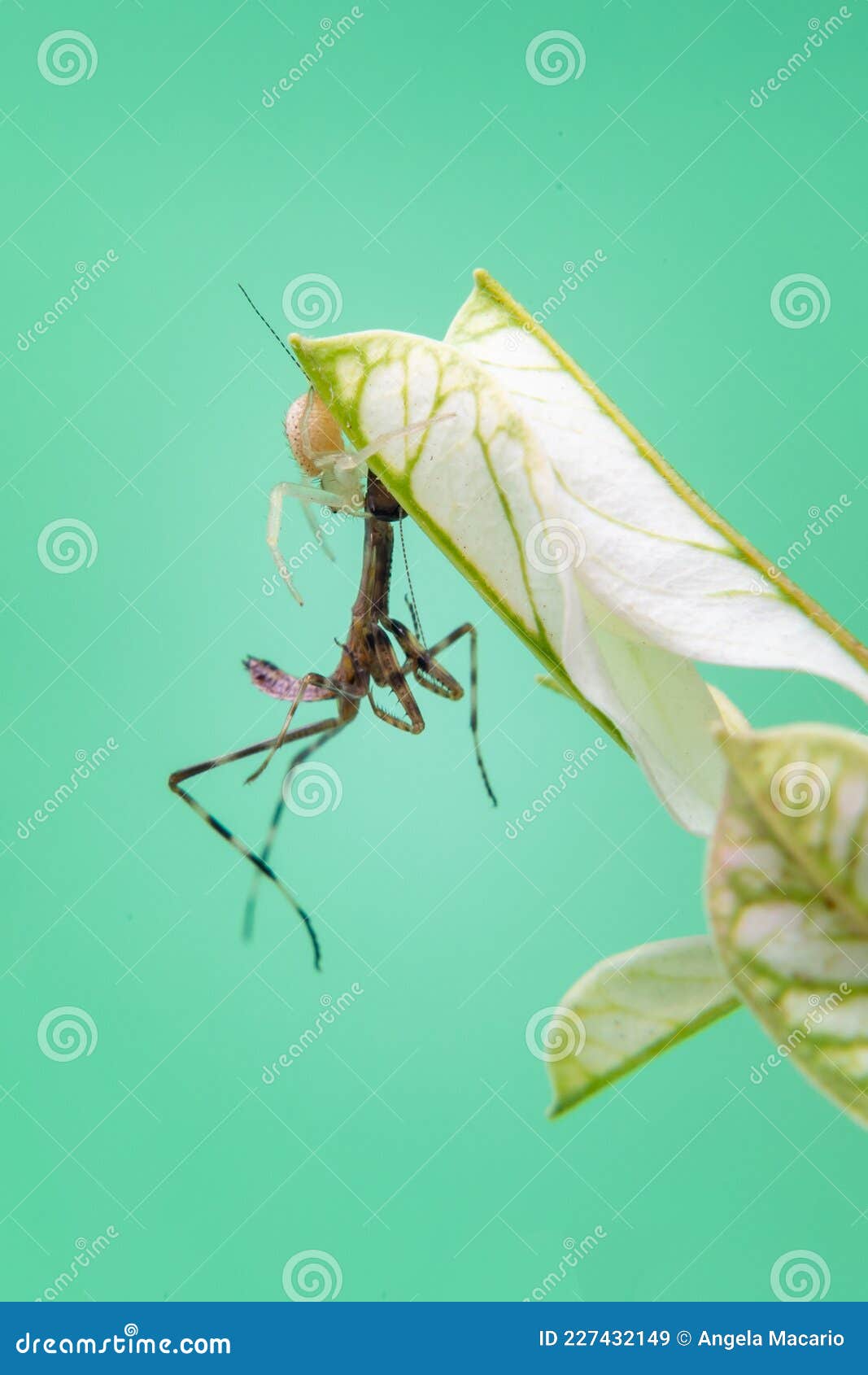 A spider and a mantis. stock image. Image of entomology - 227432149