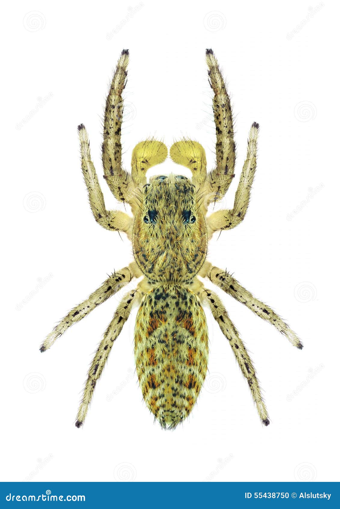 Spider Marpissa Radiata (male) Stock Photo - Image of hairy, aranei ...