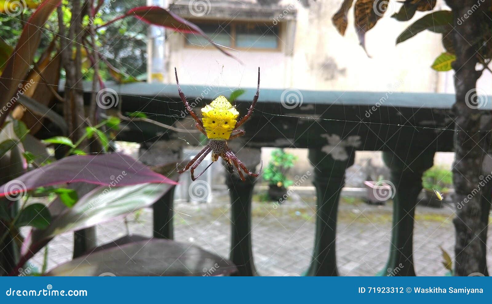 Spider Masked stock photo. Image of masked, insect, nature - 71923312