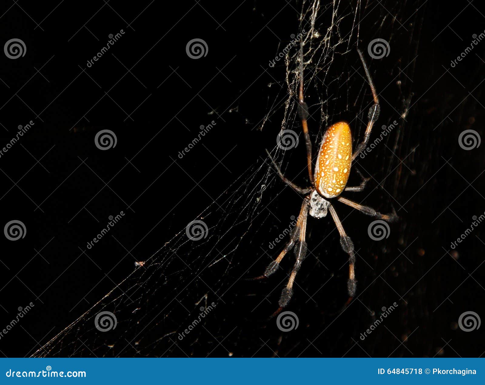 A spider stock photo. Image of florida, yellow, legs - 64845718