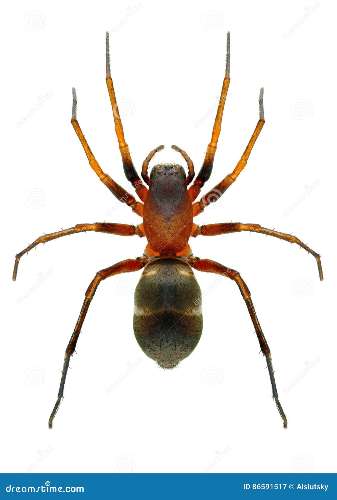 Micaria Stock Photos - Free & Royalty-Free Stock Photos from Dreamstime