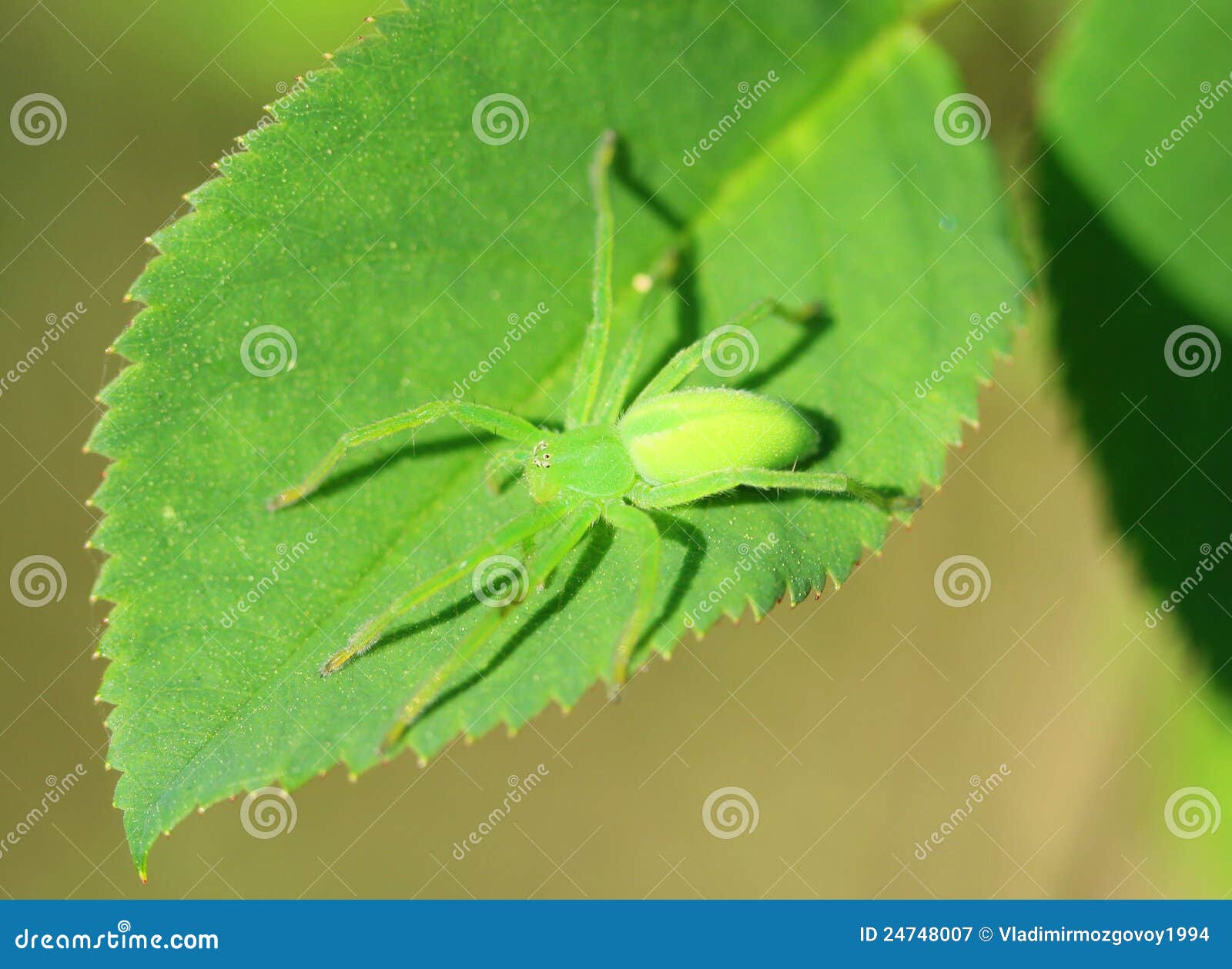 Spider (micrommata Virescens) Stock Image - Image of hunter, animal ...