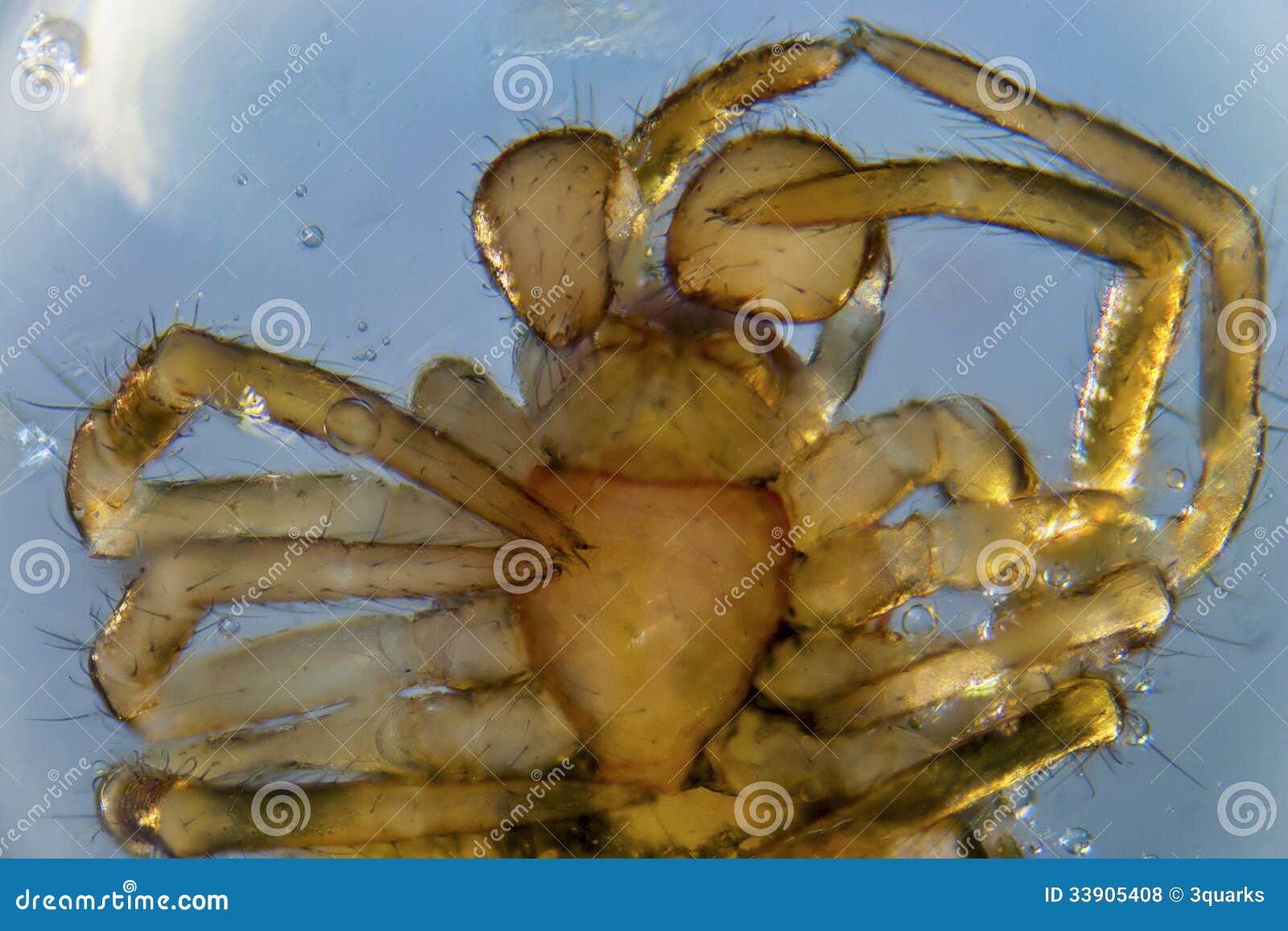 Spider stock photo. Image of feeler, legs, detailed, fauna - 33905408