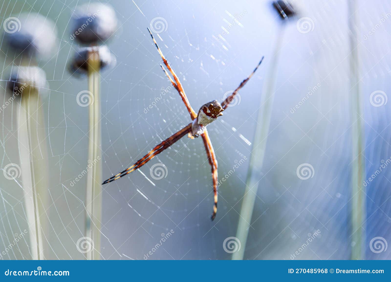 Spider in the Center of the Web Stock Photo - Image of spider, line ...
