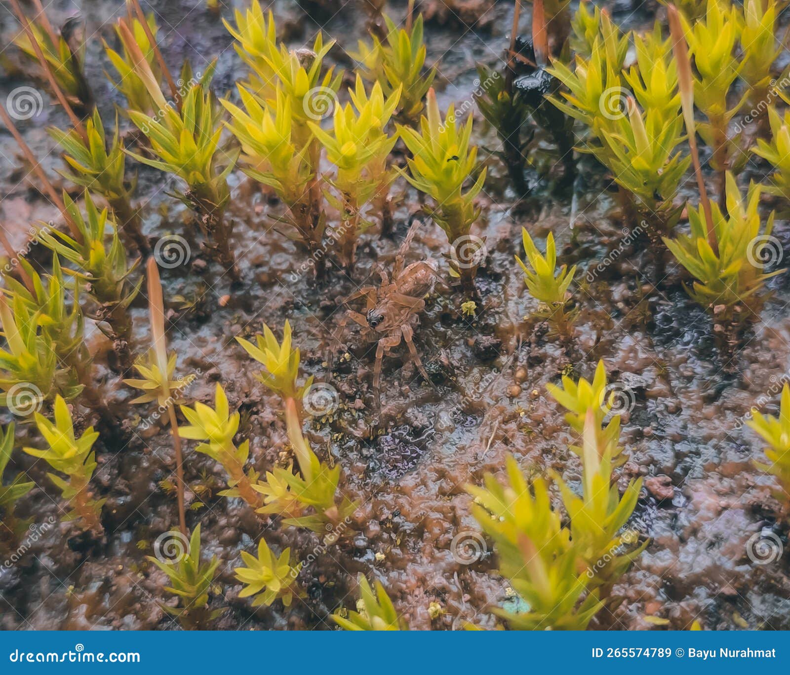 Spider in the Middle of the Moss Stock Image - Image of prairie ...
