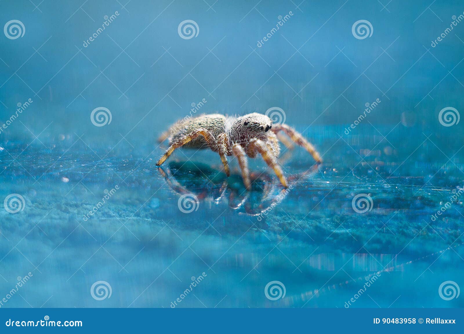 Spider stock photo. Image of leaf, midge, nature, cockchafer - 90483958