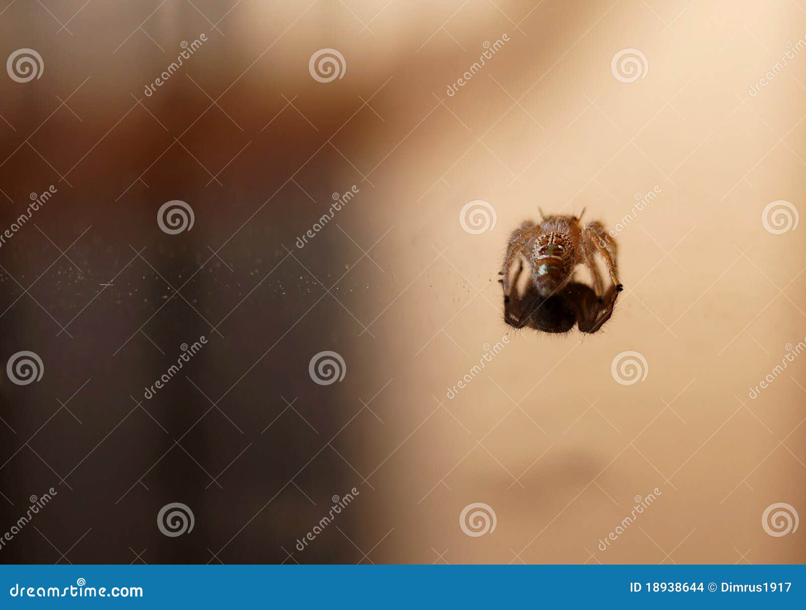 Jumping Spider on Mirror Table Stock Photo - Image of reflect, danger ...