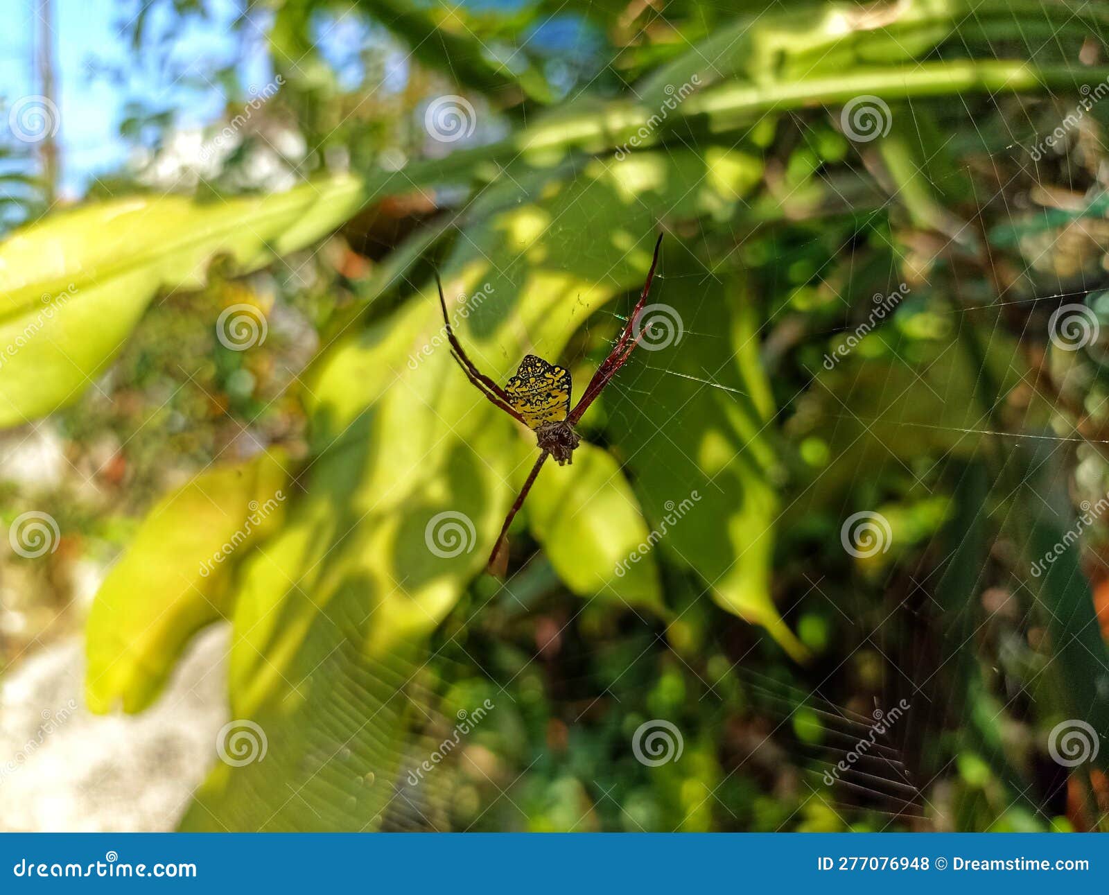 The Spider Missing One of Its Legs Stock Photo - Image of business ...
