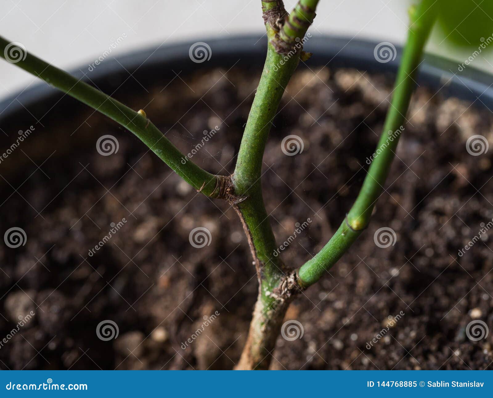 Spider Mite Parasite on a Rose Bush. Close Up. Stock Image - Image of ...