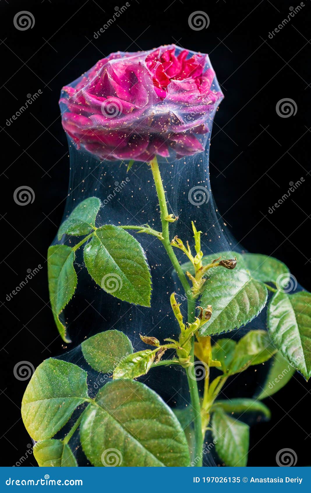 Spider Mite on a Raspberry Rose Stock Image - Image of collector ...