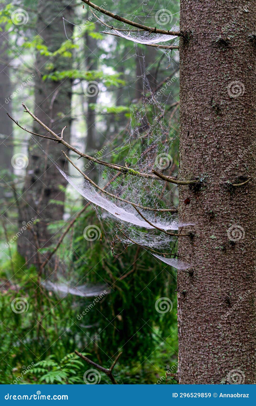 Spider Mites in the Forest on Trees and Bushes. Stock Image - Image of ...