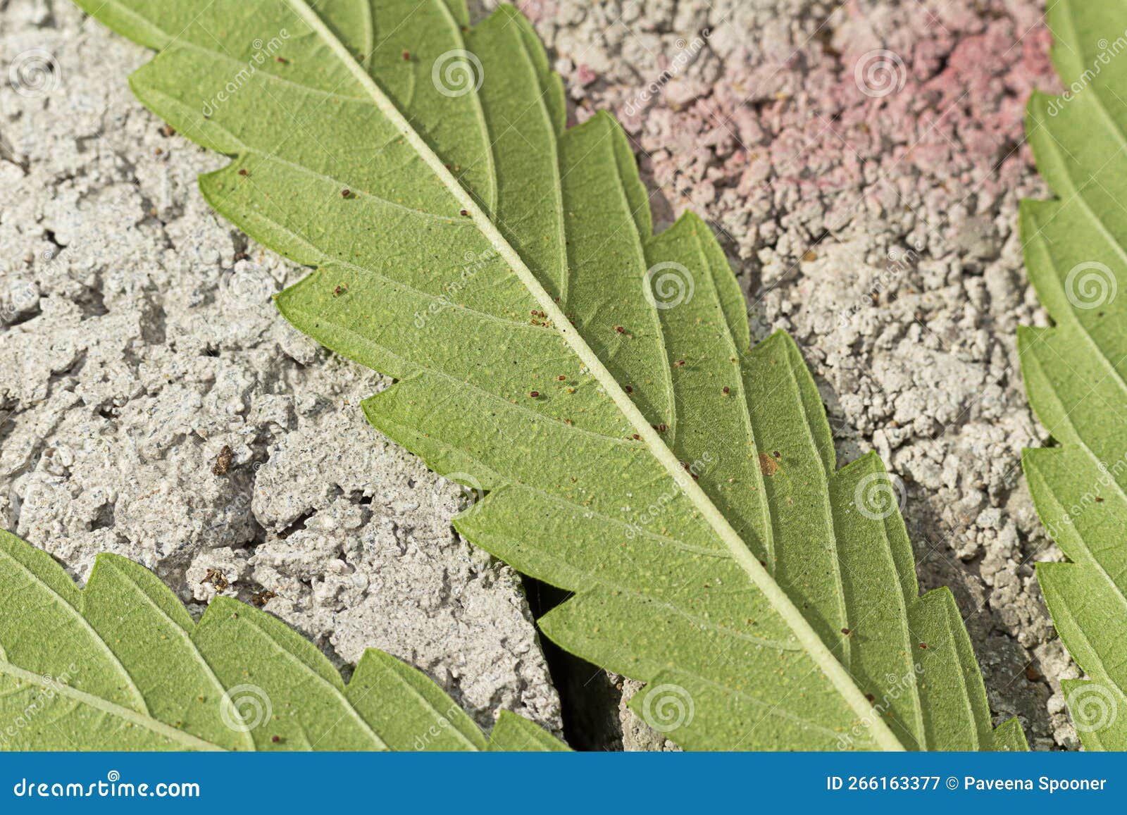 Spider Mites on Leaf Cannabis Pests Stock Image - Image of green ...