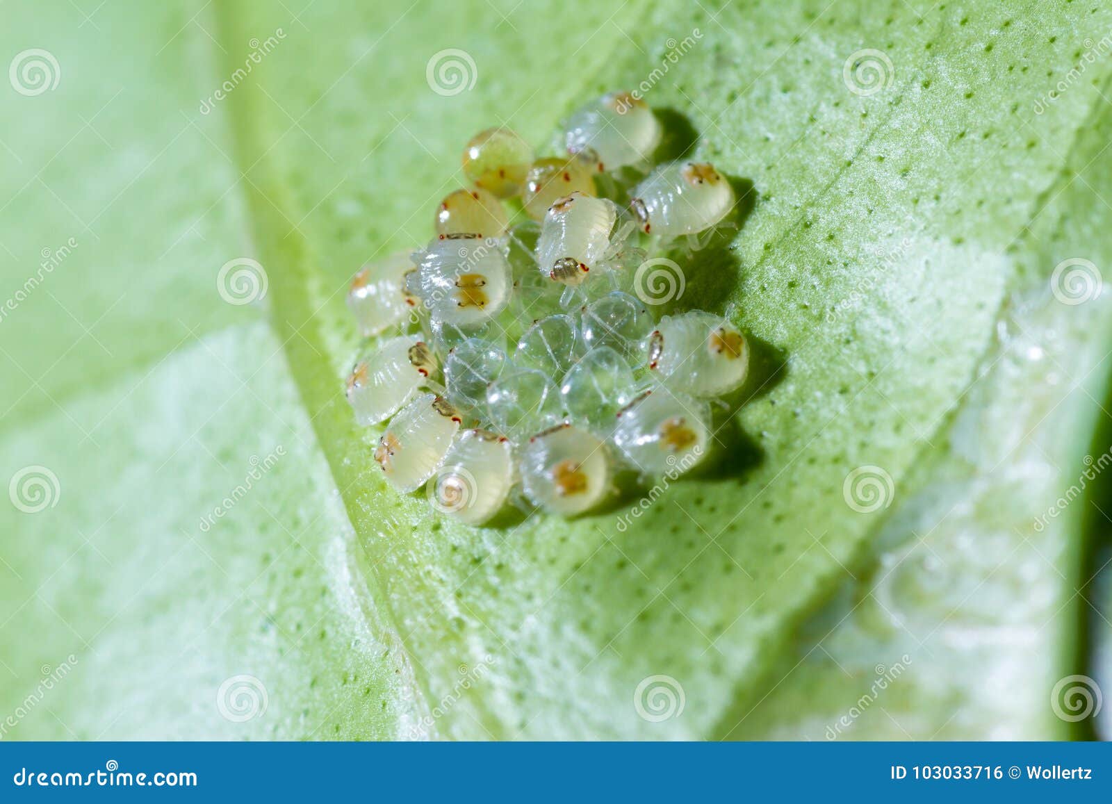 Spider mites macro stock photo. Image of leaf, growing - 103033716