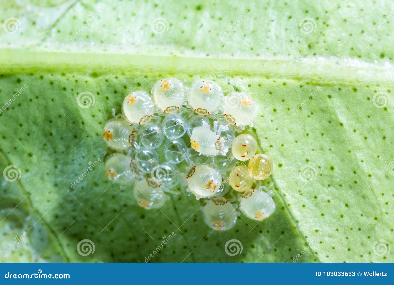 Spider mites macro stock image. Image of natural, mite - 103033633