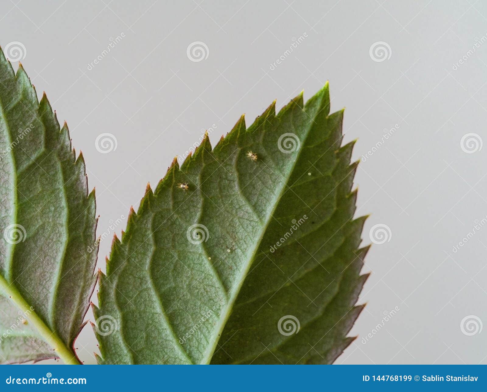 Spider Mites on the Roses. Diseases of Plants. Stock Image - Image of ...