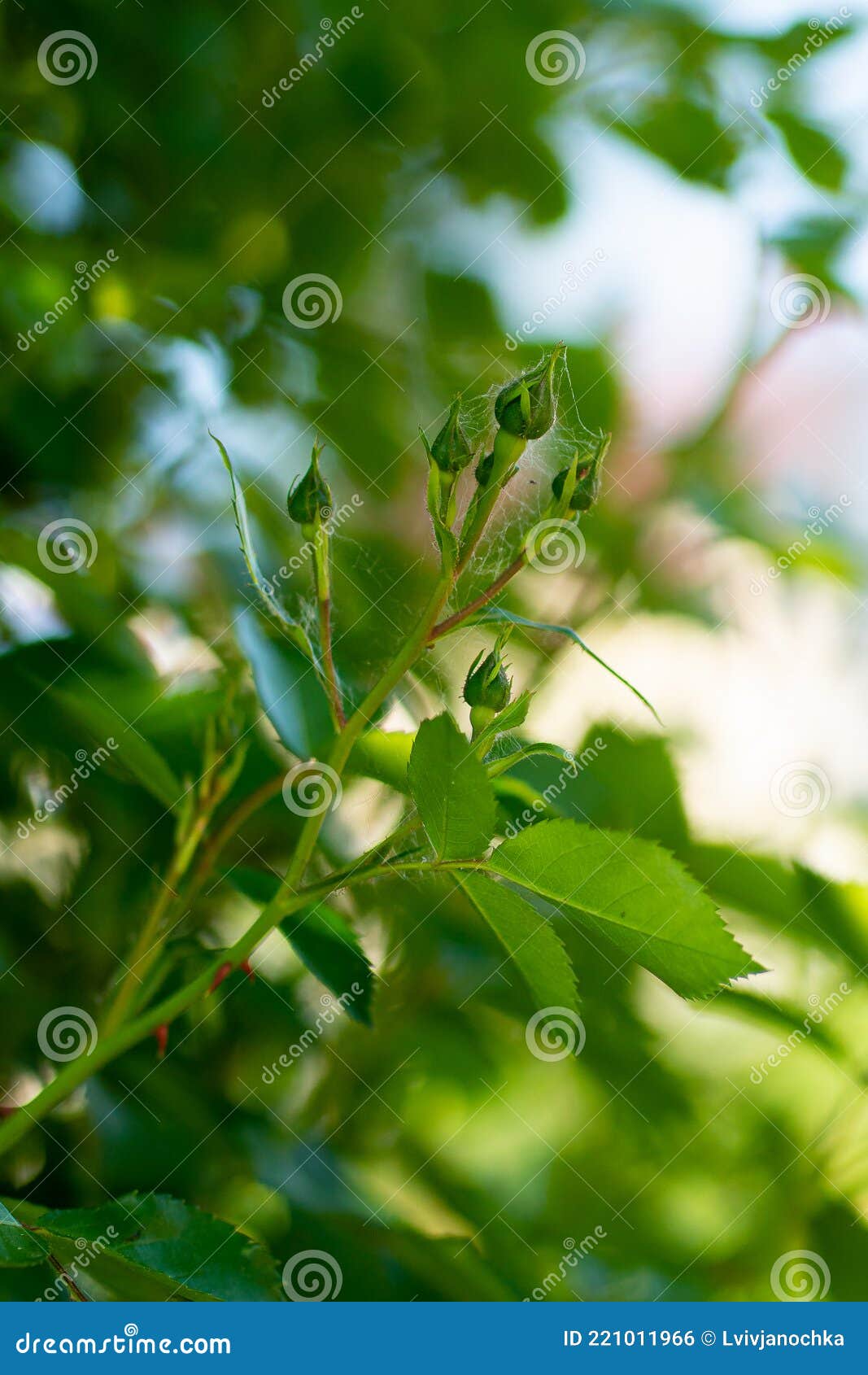 Spider Mites on the Roses. Diseases of Plants Stock Photo - Image of ...