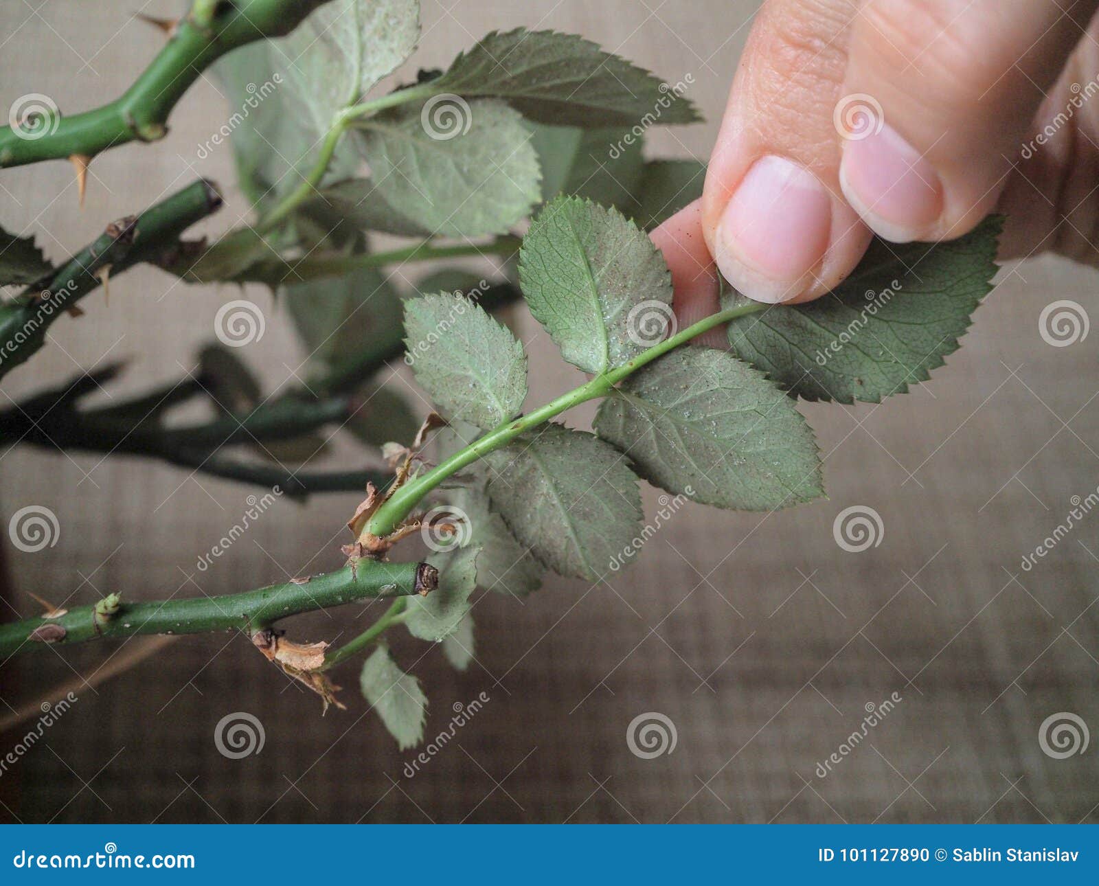 Spider Mites on the Roses. Diseases of Plants. Stock Photo - Image of ...