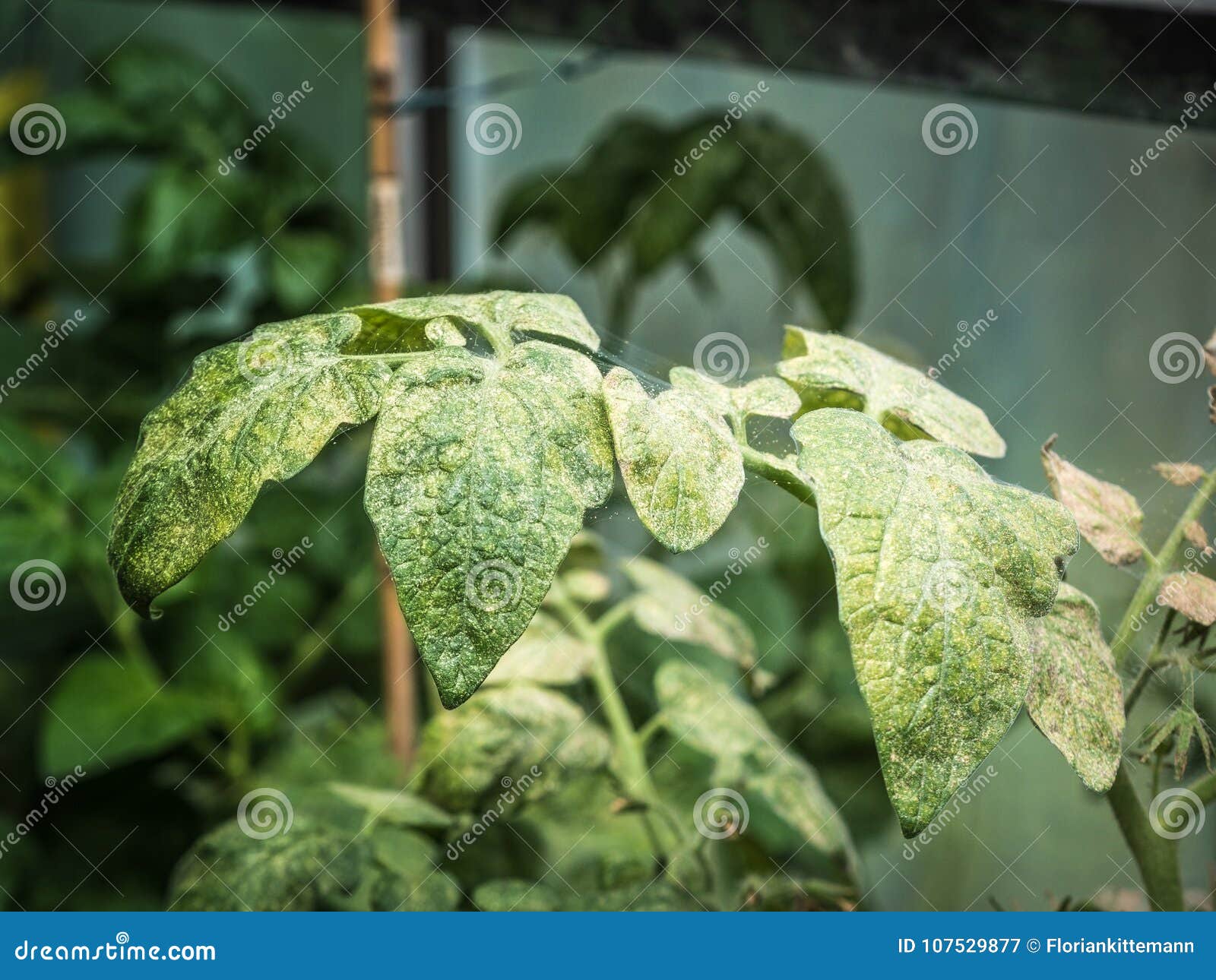 Spider Mites on Tomato Plant Stock Image - Image of insecticides ...