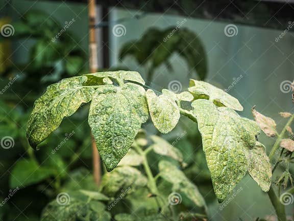 Spider Mites on Tomato Plant Stock Image - Image of insecticides ...