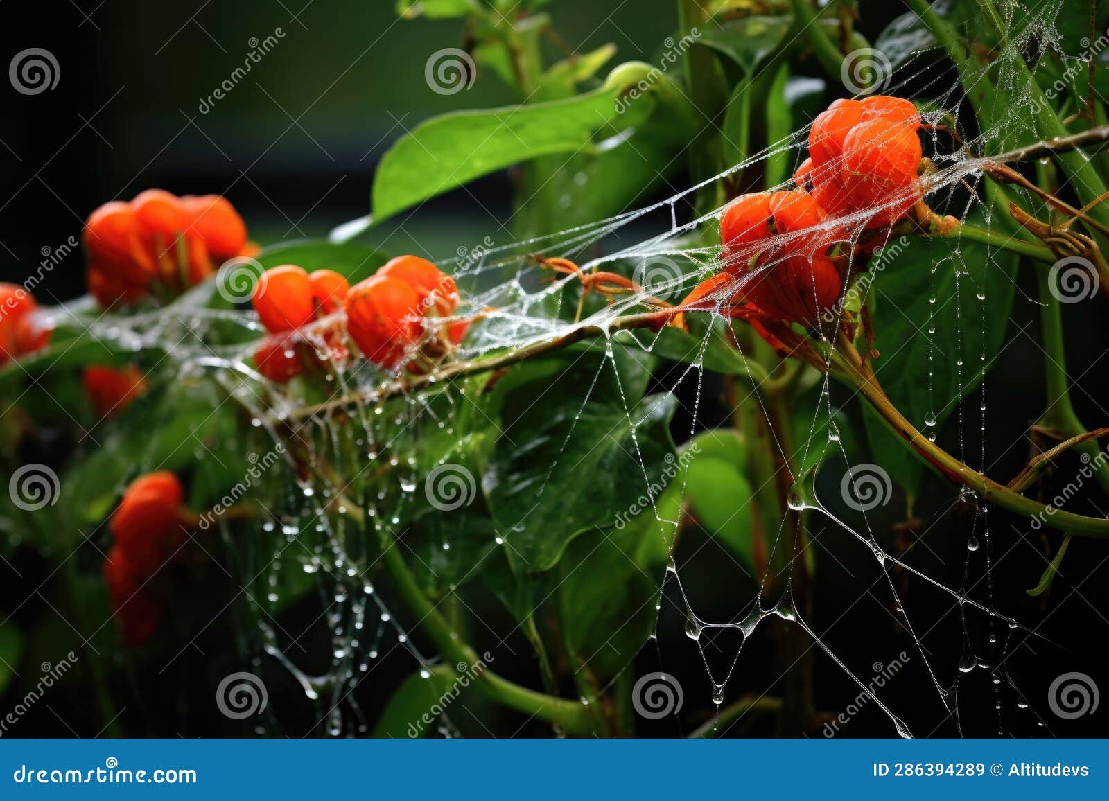 Spider Mites Webbing and Infesting a Plant Stock Image - Image of ...