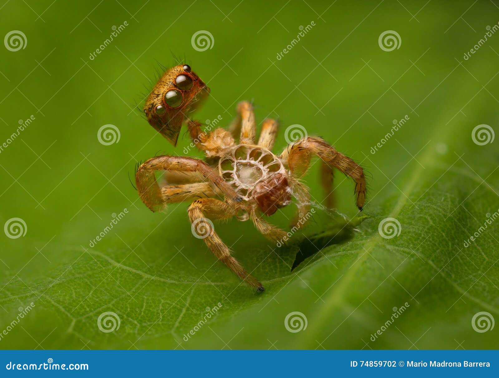 Spider molt stock photo. Image of molt, body, insects - 74859702