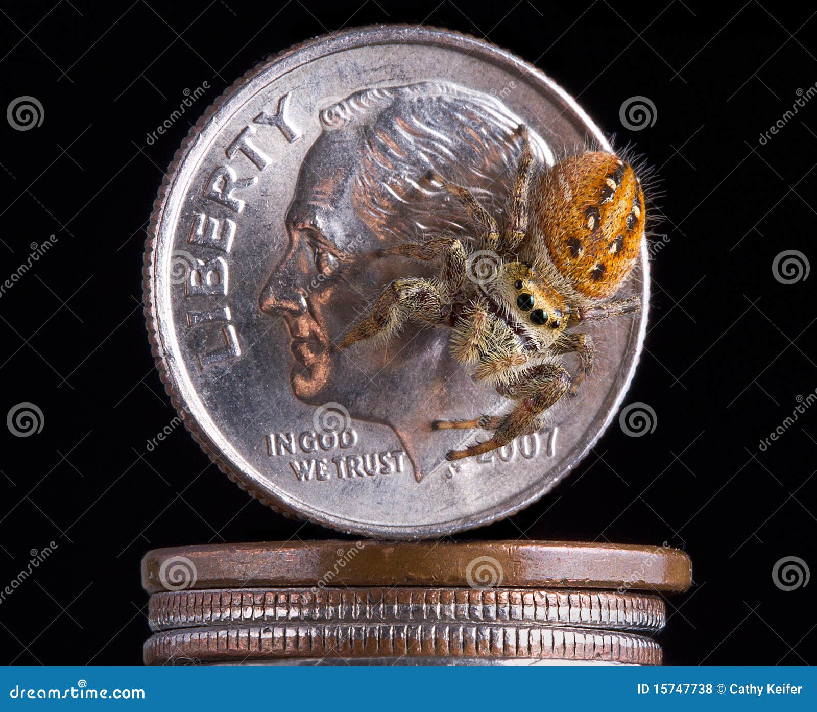 Spider on money stock photo. Image of jumping, insect - 15747738