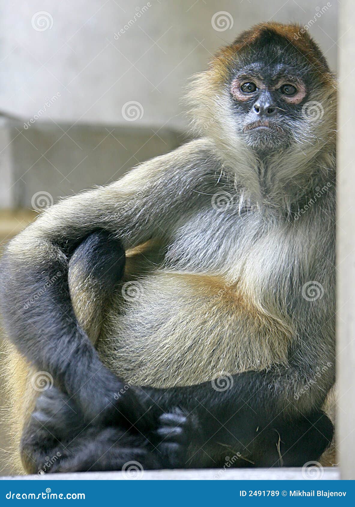 Spider monkey 1 stock image. Image of wild, claw, ecology - 2491789